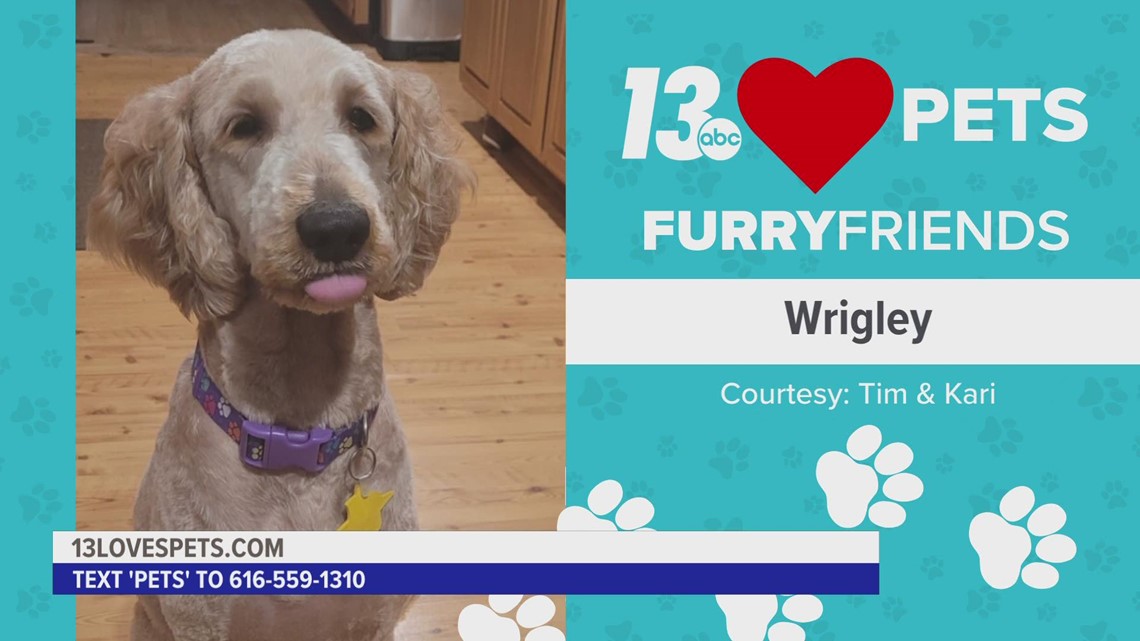 Furry Friends: November 2, 2022 | Wrigley and Skye & Maya | wzzm13.com