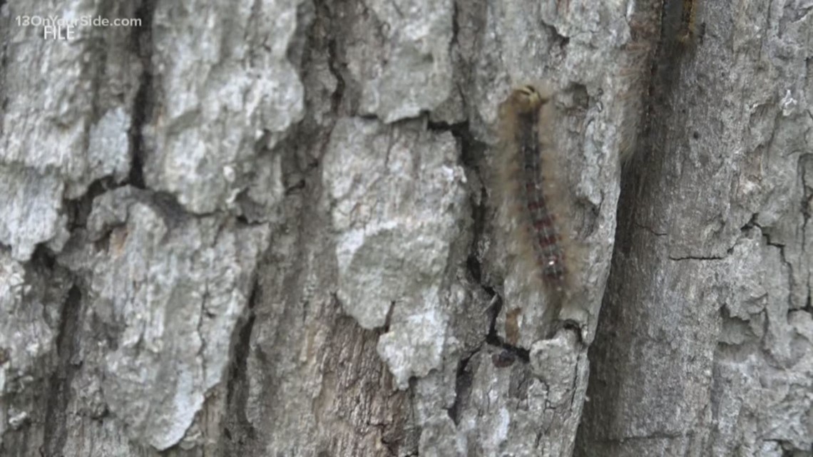Gypsy moth attacks on Michigan trees expected this summer | wzzm13.com