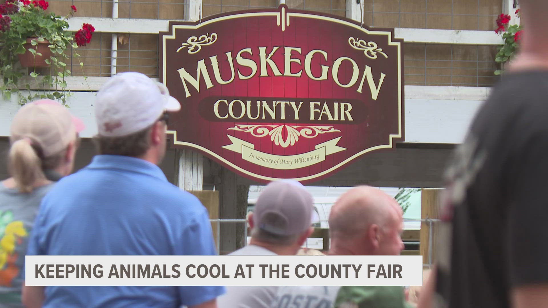 4-H members tackle heat at the Muskegon County Fair | wzzm13.com