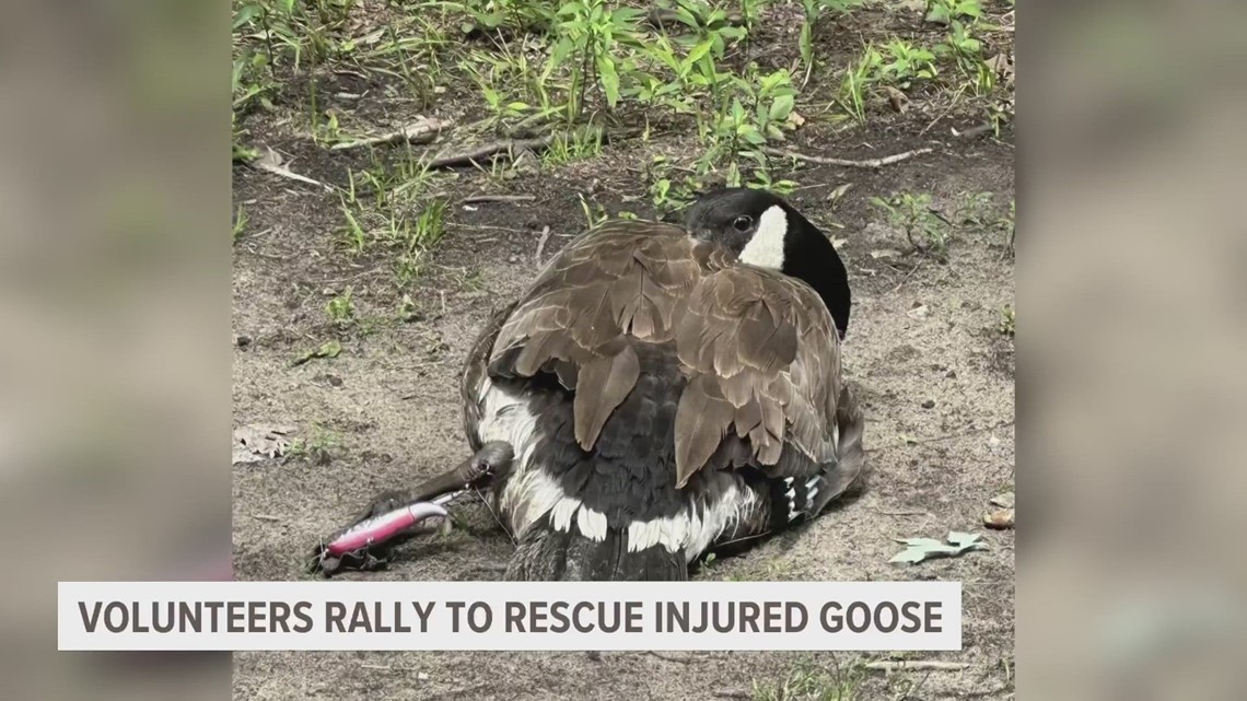 Volunteers rally to rescue injured goose at Riverview Park | wzzm13.com