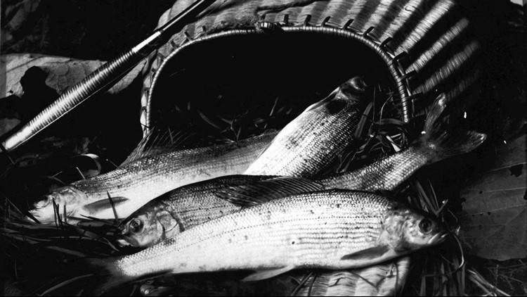 Arctic grayling return to Michigan as reintroduction initiative gains ...