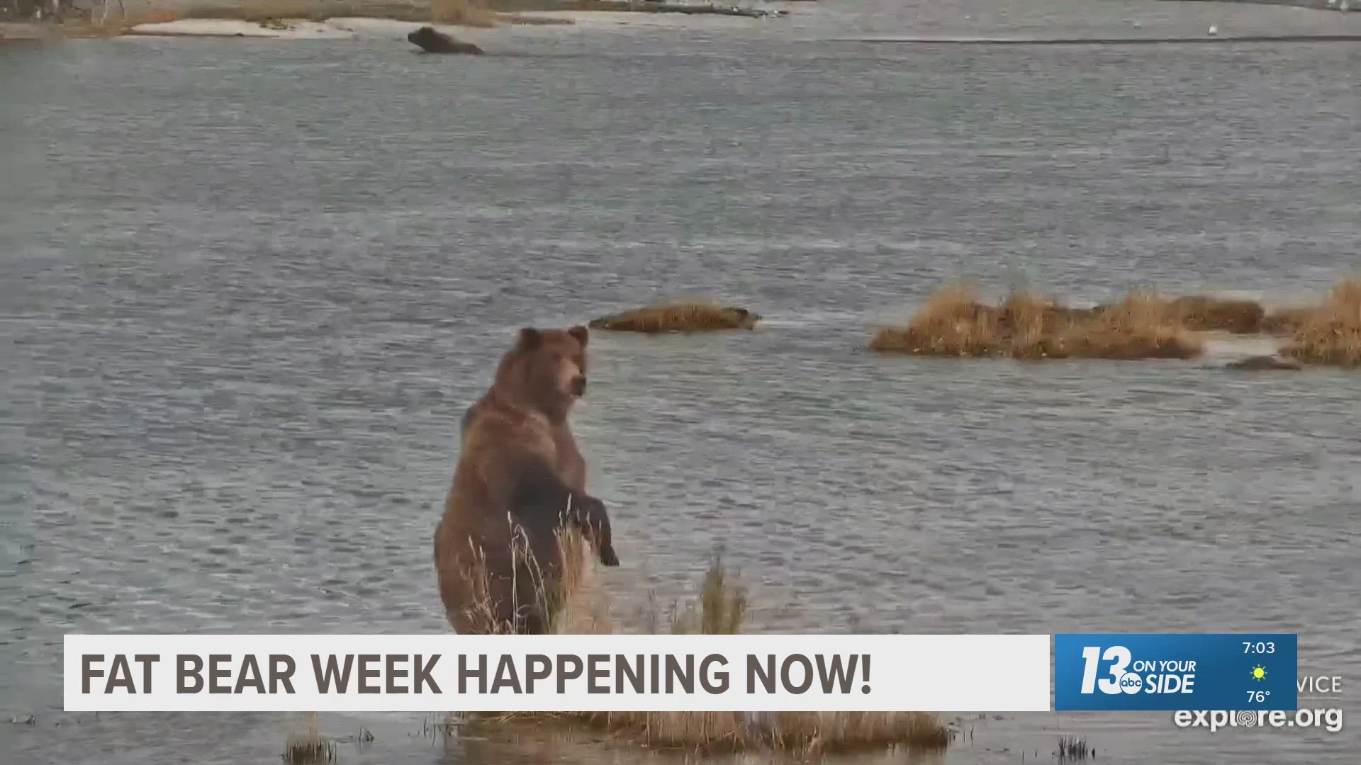 Fat Bear Week is happening right now! How you can vote | wzzm13.com