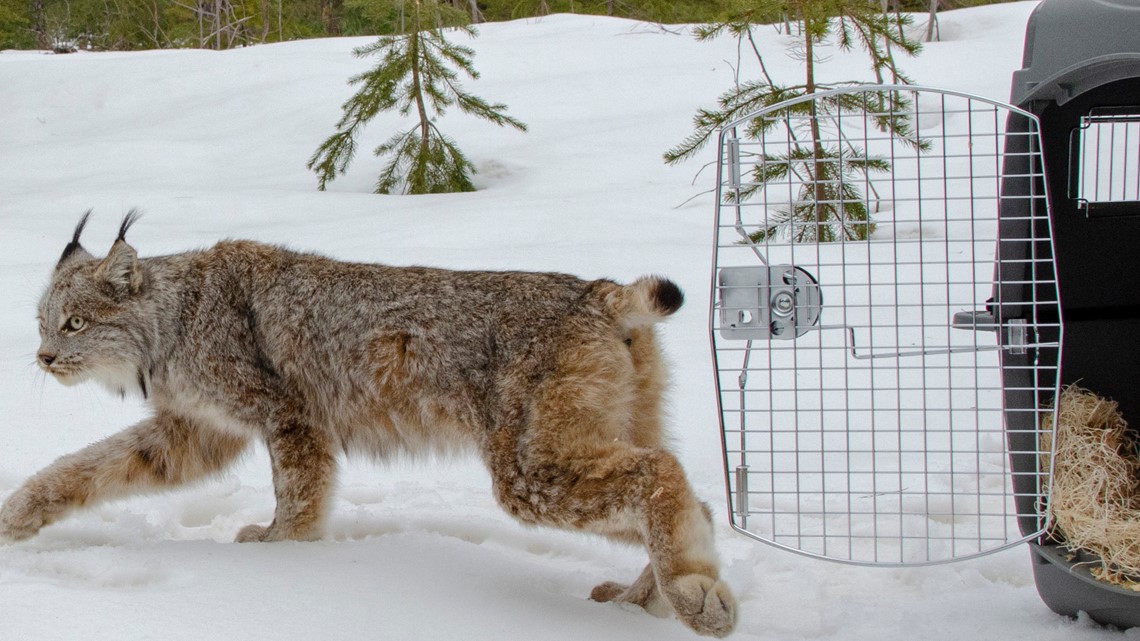 Canada lynx caught in Michigan's Thumb moves to the UP | wzzm13.com