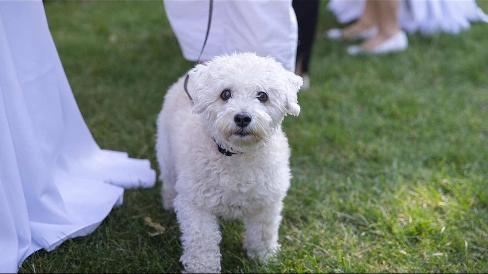 Party with your pup at the BISSELL Pet Foundation's annual Blocktail ...