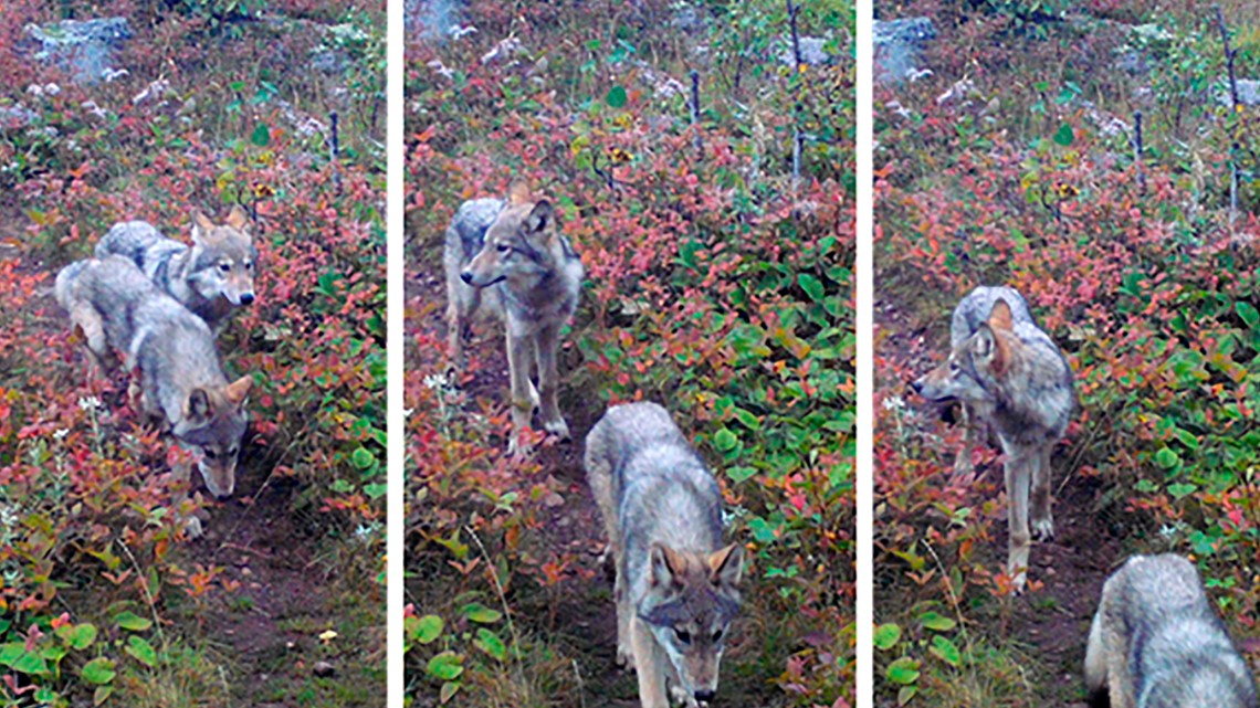 Relocated Isle Royale wolves form groups, reduce moose herd | wzzm13.com