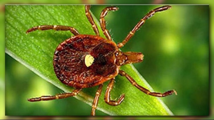 Michigan expected to have above average tick season | wzzm13.com