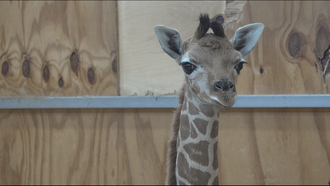 Boulder Ridge Wild Animal Park welcomes first baby giraffe | wzzm13.com
