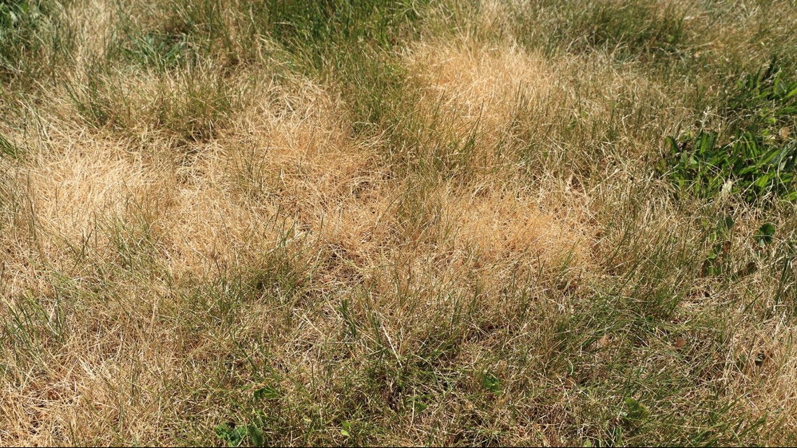 Reviving your brown lawn after a drought | wzzm13.com
