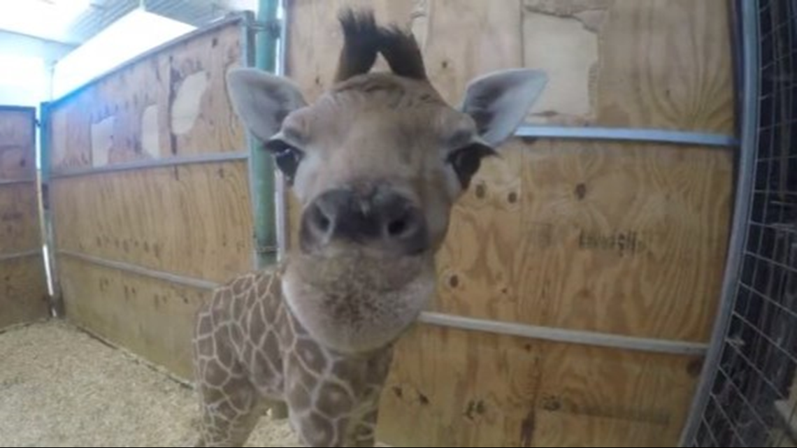 Baby giraffe at Boulder Ridge named Toskey, in honor of the Petoskey ...