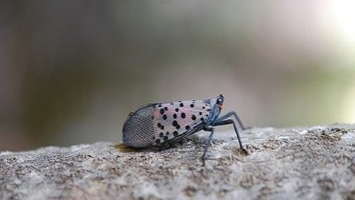 Michigan officials add insect, plant to invasives watch list | wzzm13.com