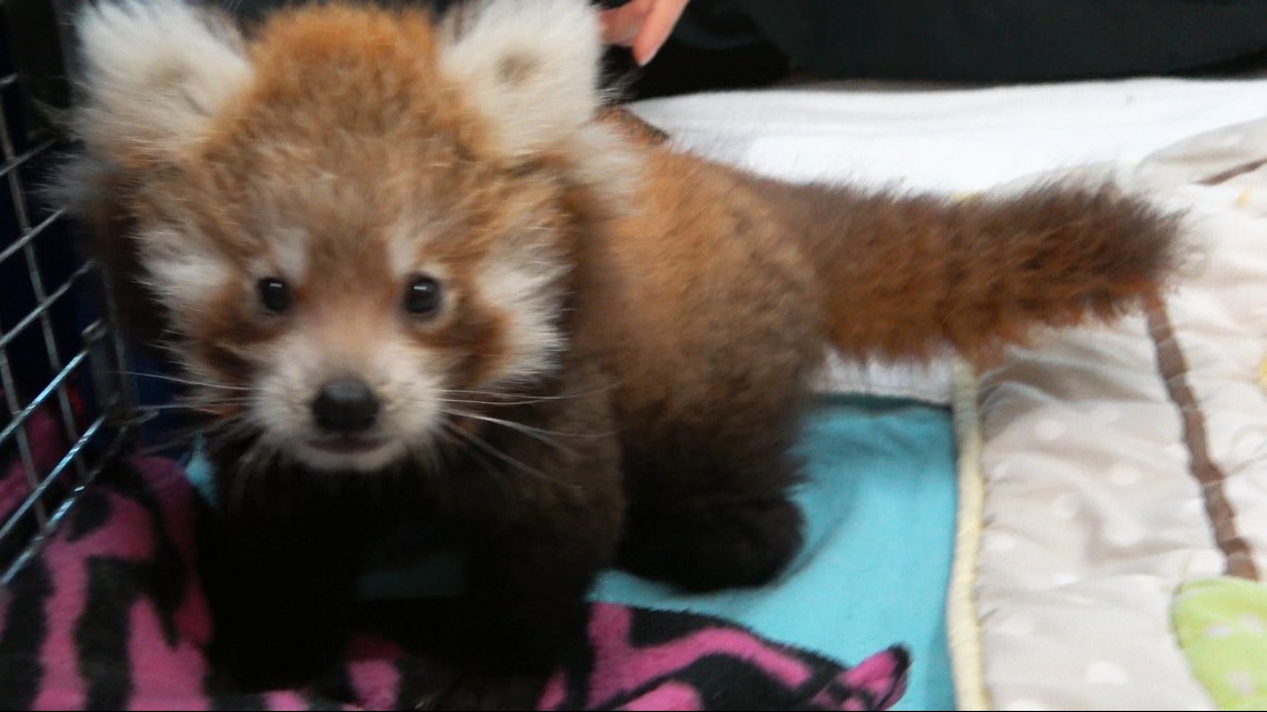 Binder Park Zoo now has a baby red panda on display | wzzm13.com