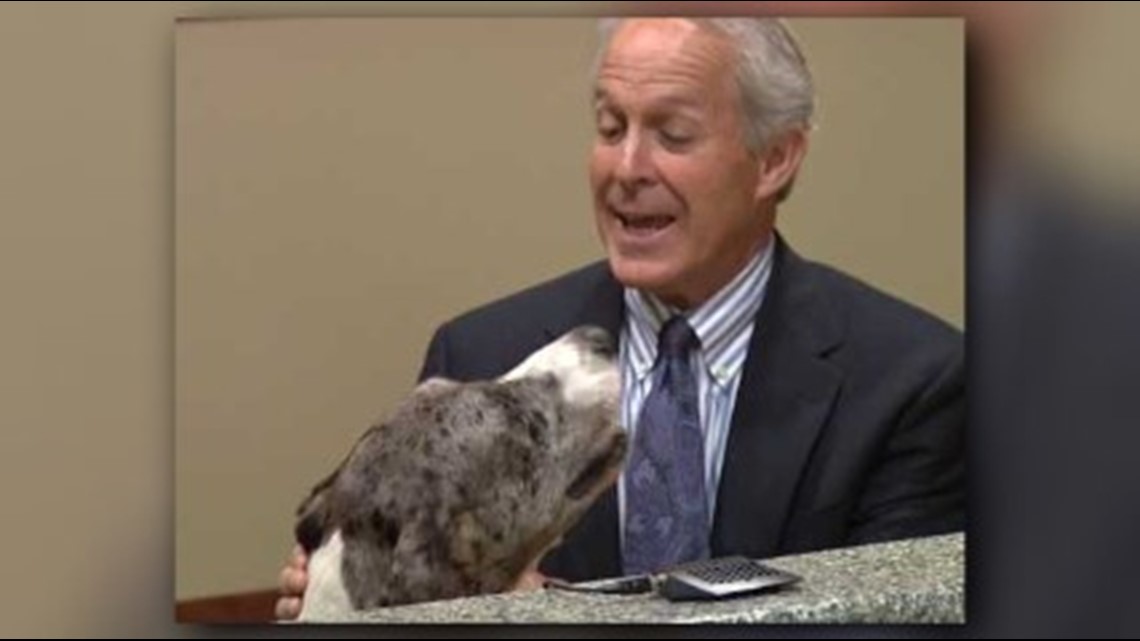 ‘Unconditional love’ of support dogs help witnesses traumatized by ...