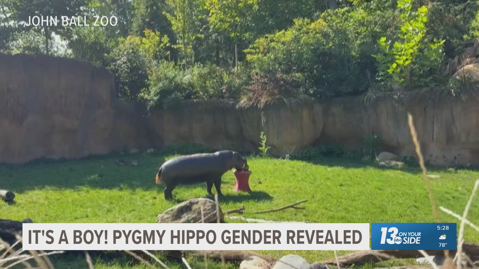 John Ball Zoo throws gender reveal party for new pygmy hippo calf ...
