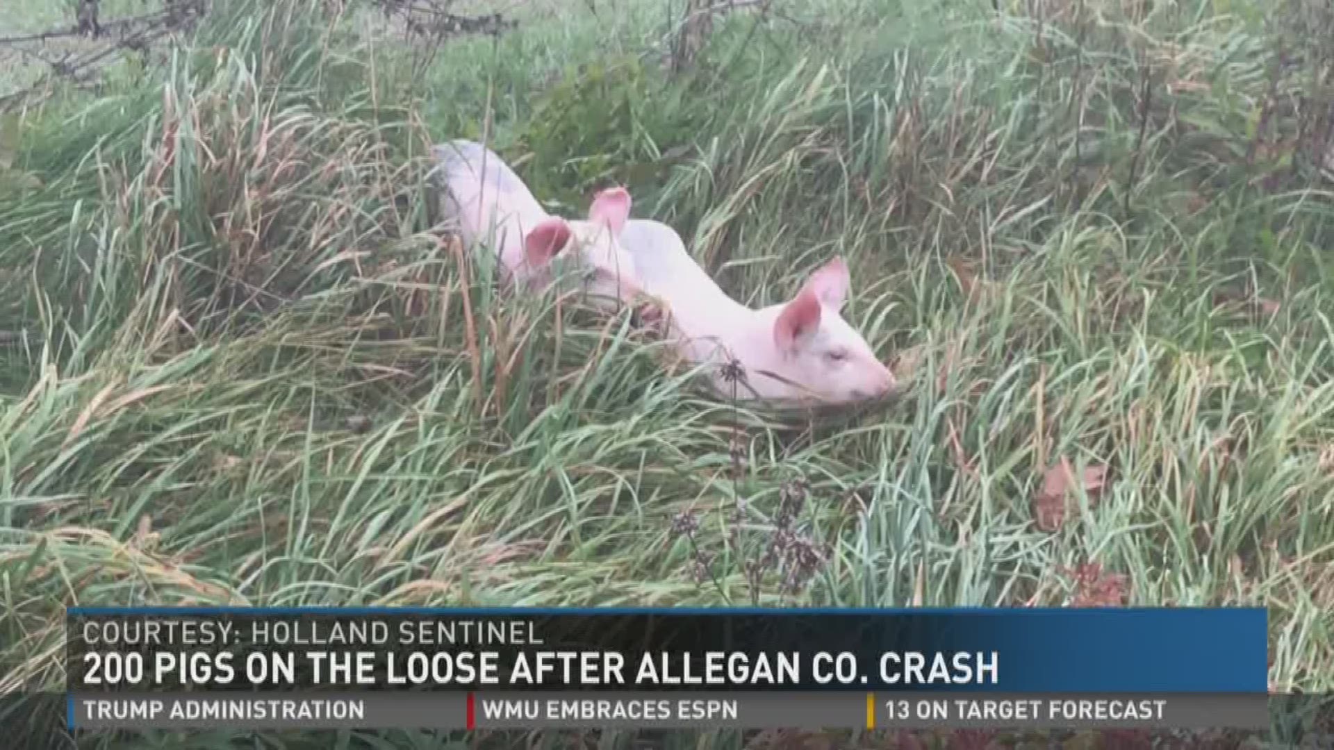 Authorities: 200 pigs escape after Allegan County truck crash | wzzm13.com