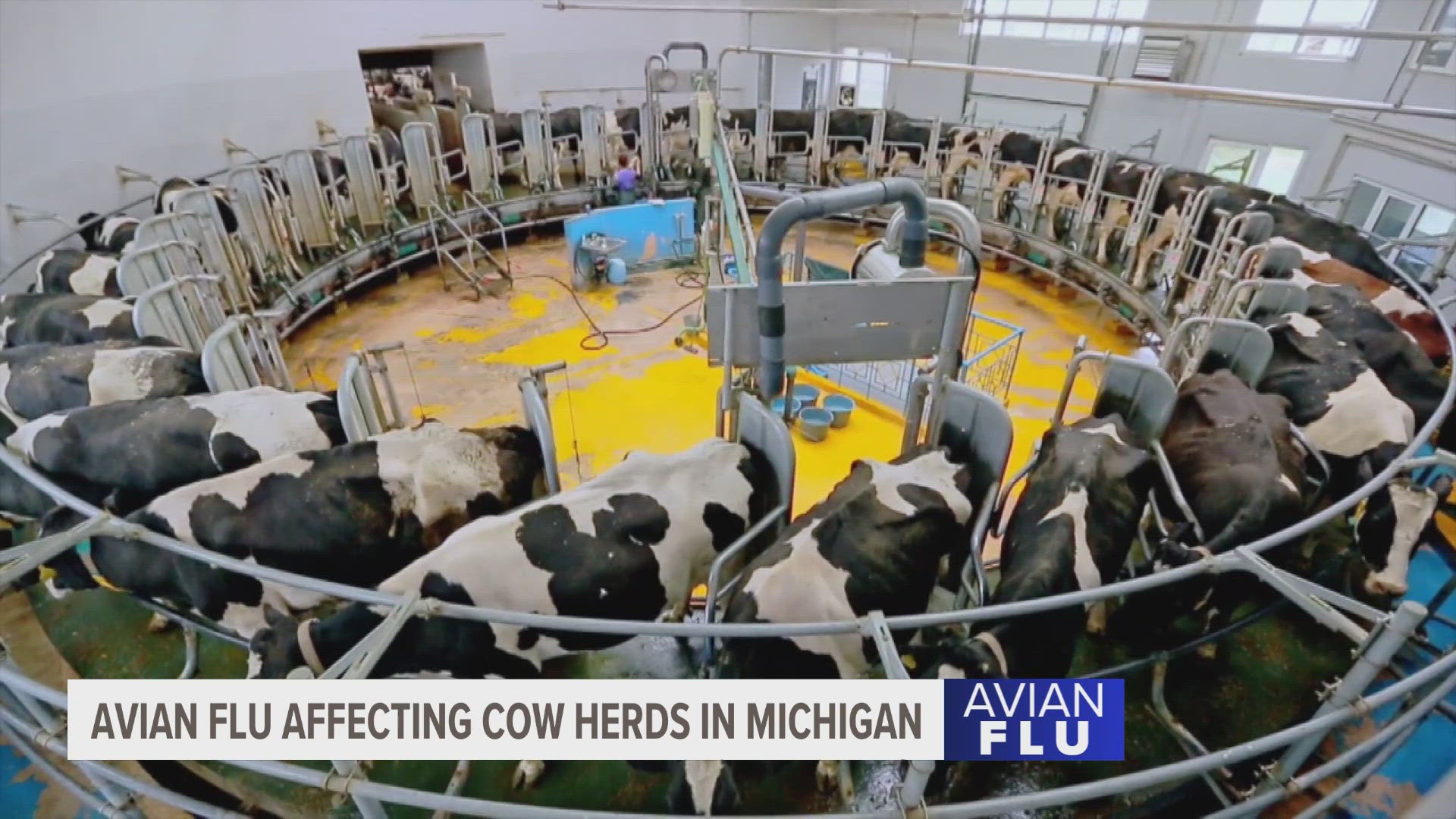 Cases of avian flu growing among herds of dairy cows in Michigan ...