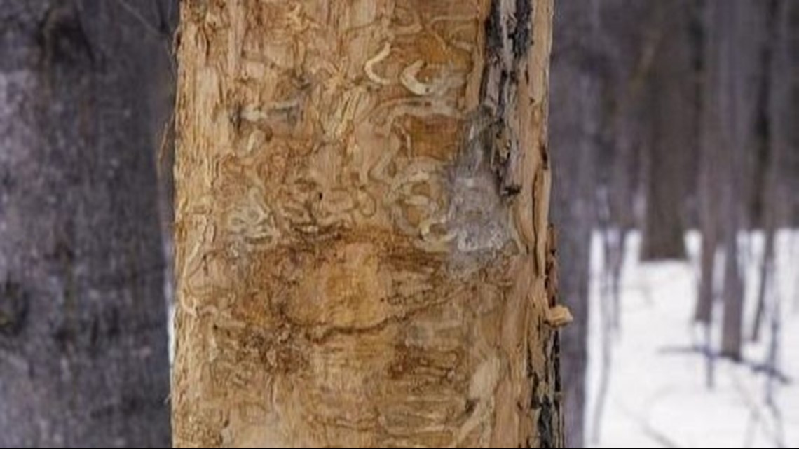 14 people have died in crashes with dead ash trees. This man wants ...