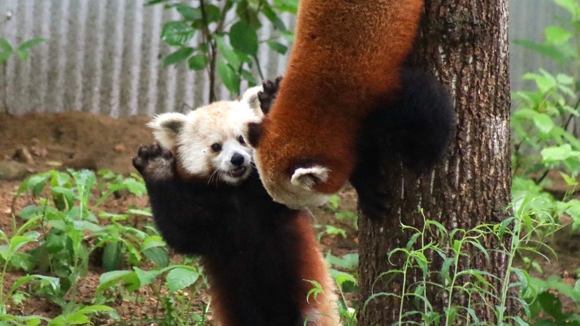 Saying Goodbye: Red panda cubs leaving John Ball Zoo | wzzm13.com