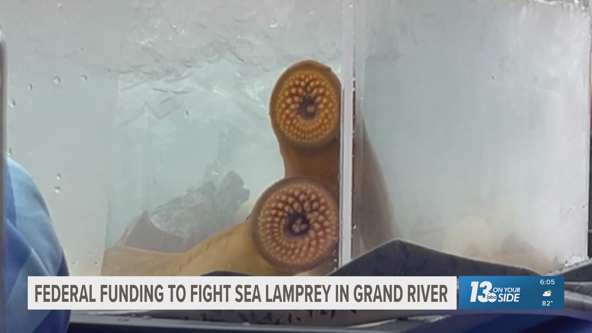 EPA funds $2.1M to combat sea lamprey in Grand River | wzzm13.com