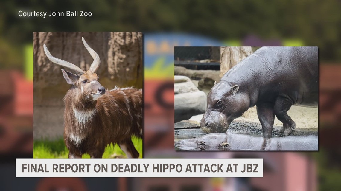 Final report on deadly hippo attack on antelope at John Ball Zoo ...