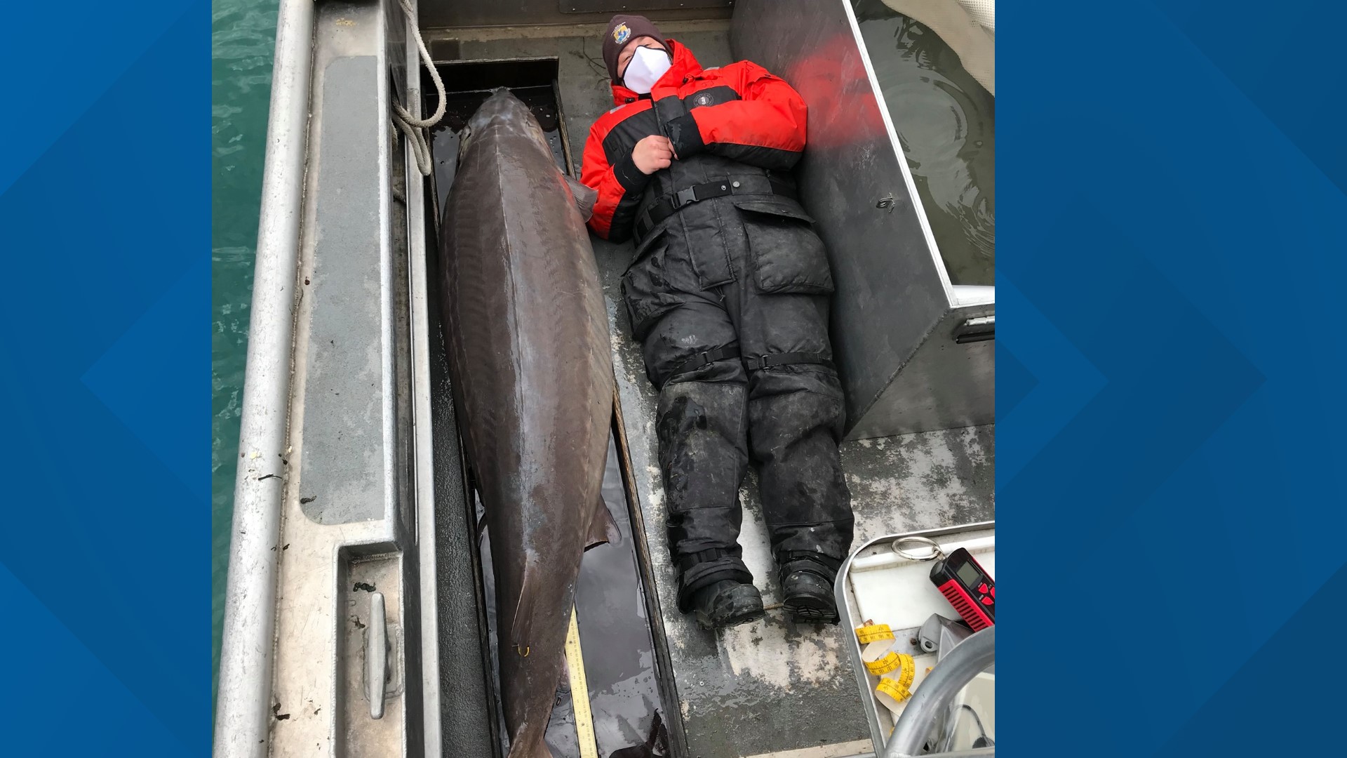 Over 100-year-old lake sturgeon, largest recorded in US, caught in ...