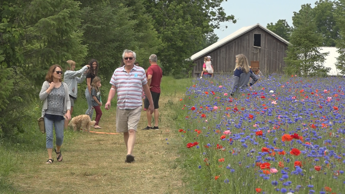 Fennville closes cemetery to vehicles after damage done by poppy field ...