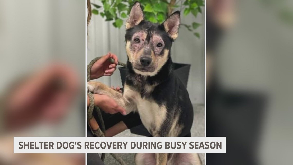 Meet Ollie, the 1-year-old Shepherd mix recovering from mange during ...