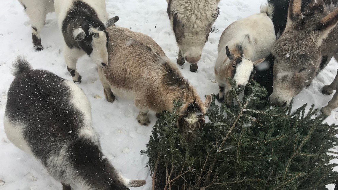 Take down the Christmas tree and donate it to West Michigan goats ...