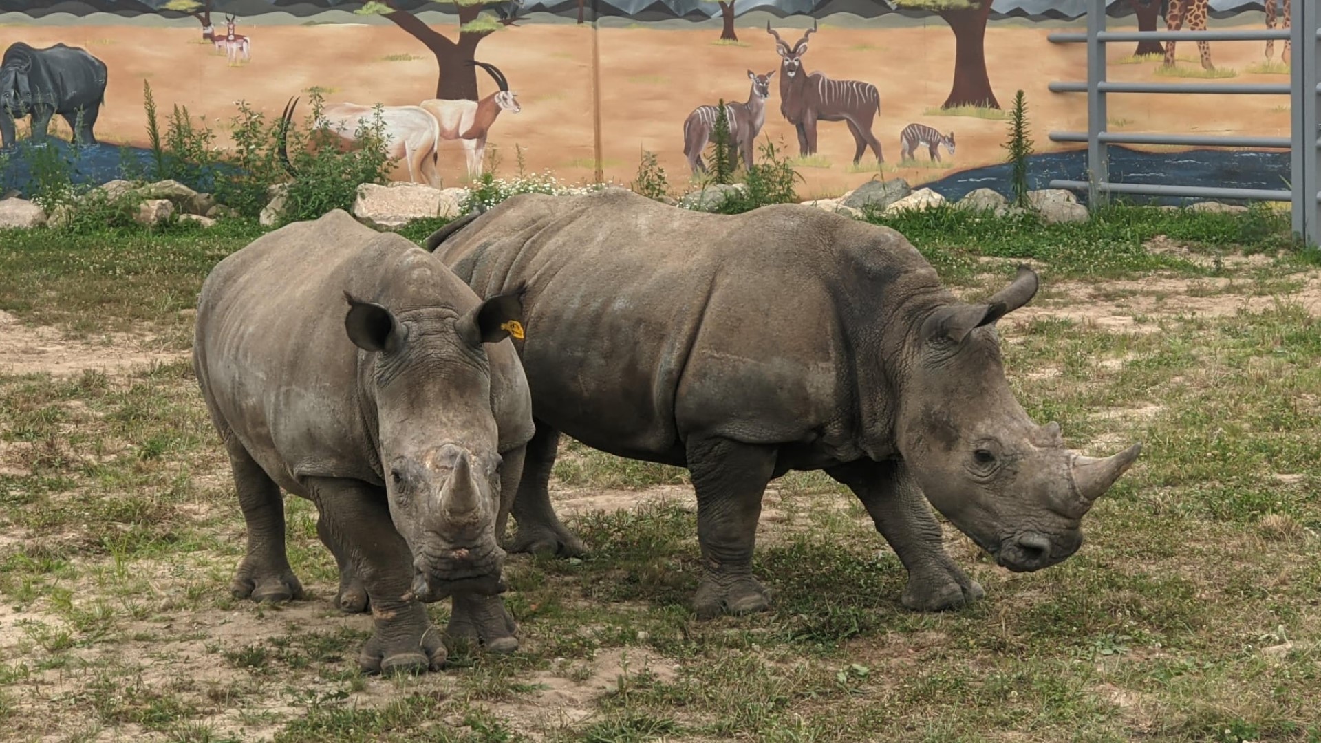Boulder Ridge Wild Animal Park adds pair of Rhinos | wzzm13.com