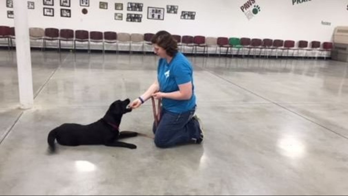 Paws With A Cause helping children with Autism one paw at a time ...