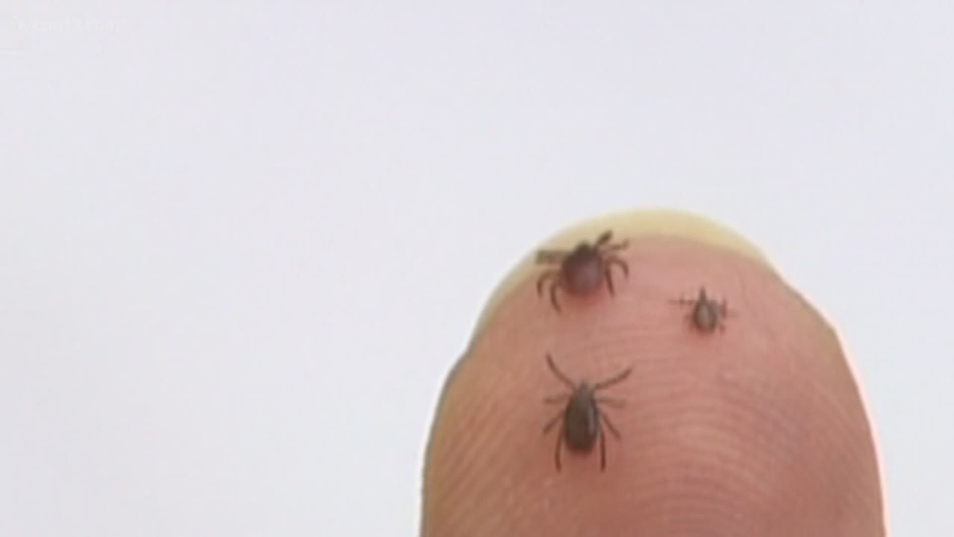 Verify: How bad will ticks be this year? | wzzm13.com