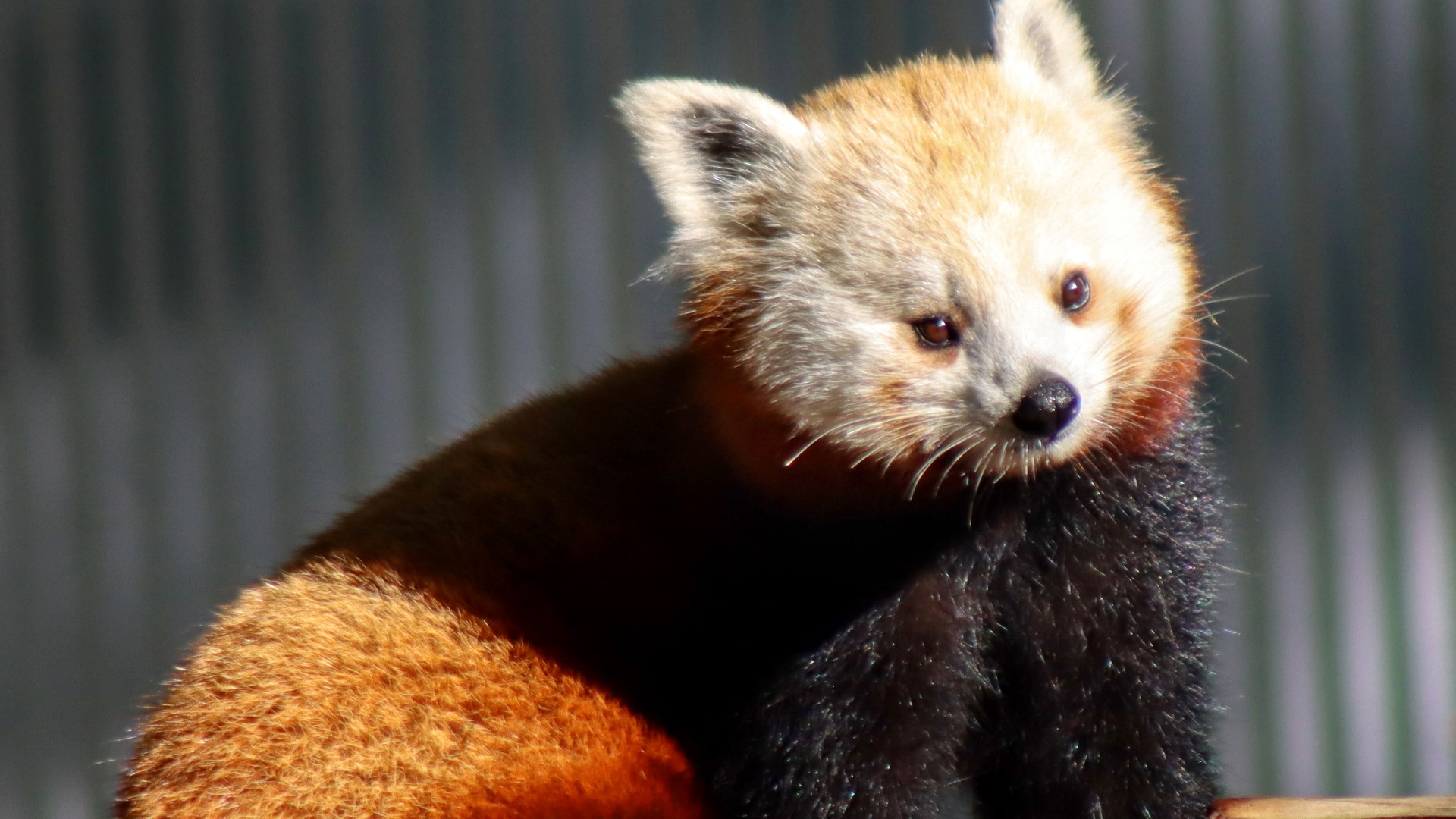Saying Goodbye: Red panda cubs leaving John Ball Zoo | wzzm13.com