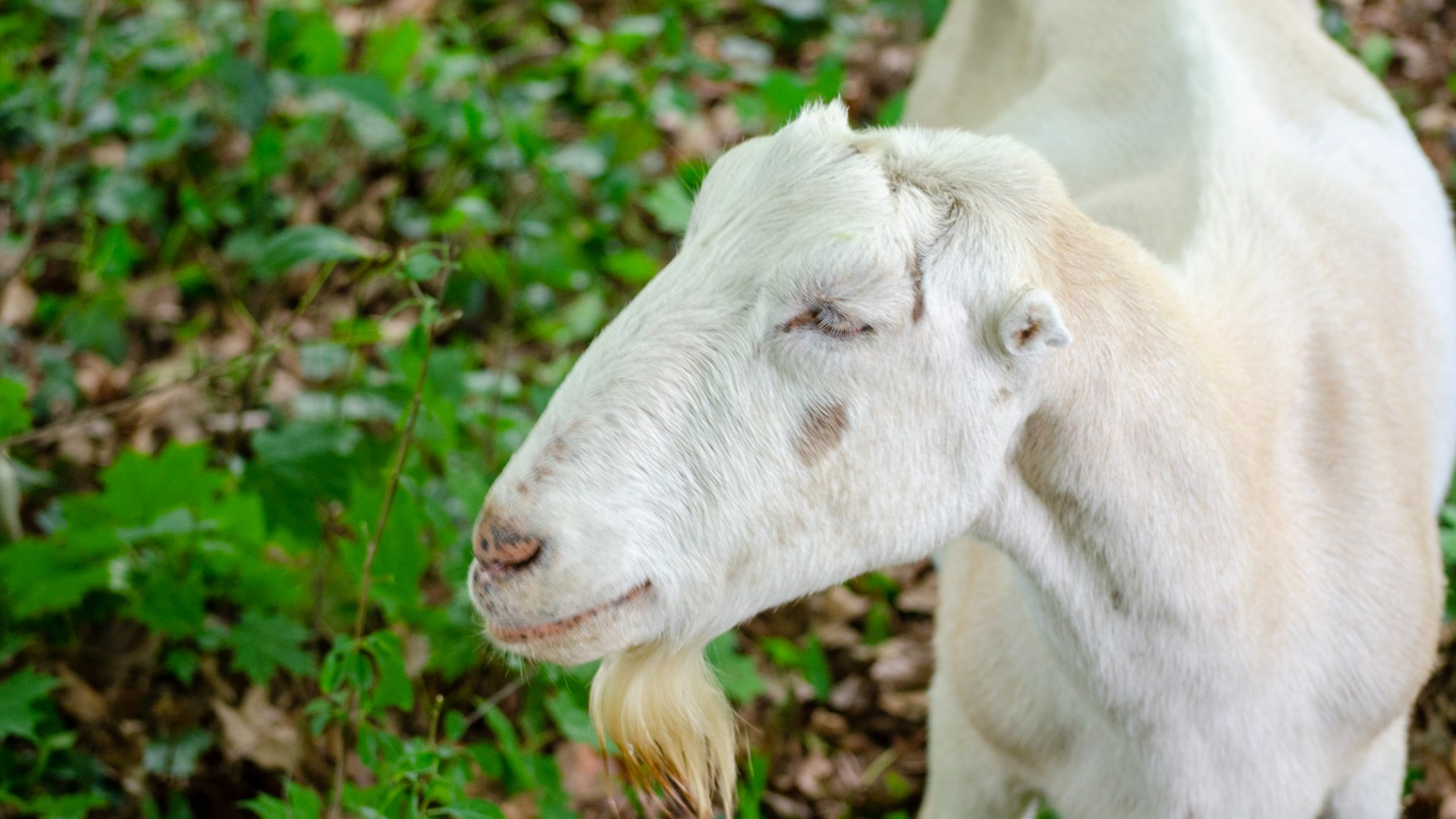 Greatest grazers of all time: Goats help Aquinas College battle ...