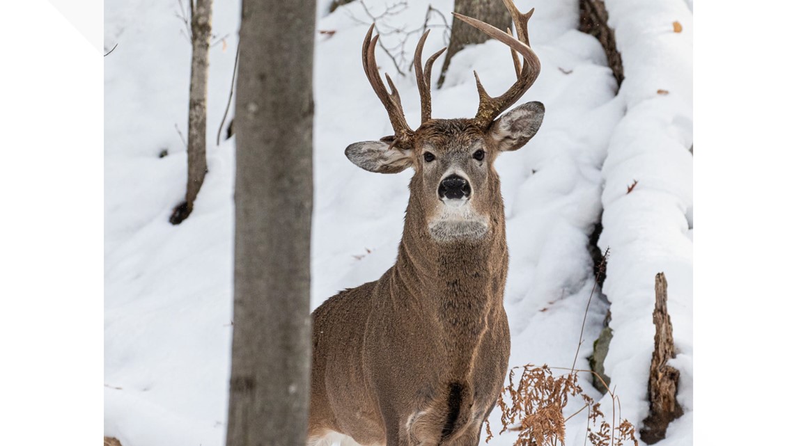 Former Michigan lawmaker takes picture of rare 3-antler deer in the U.P ...