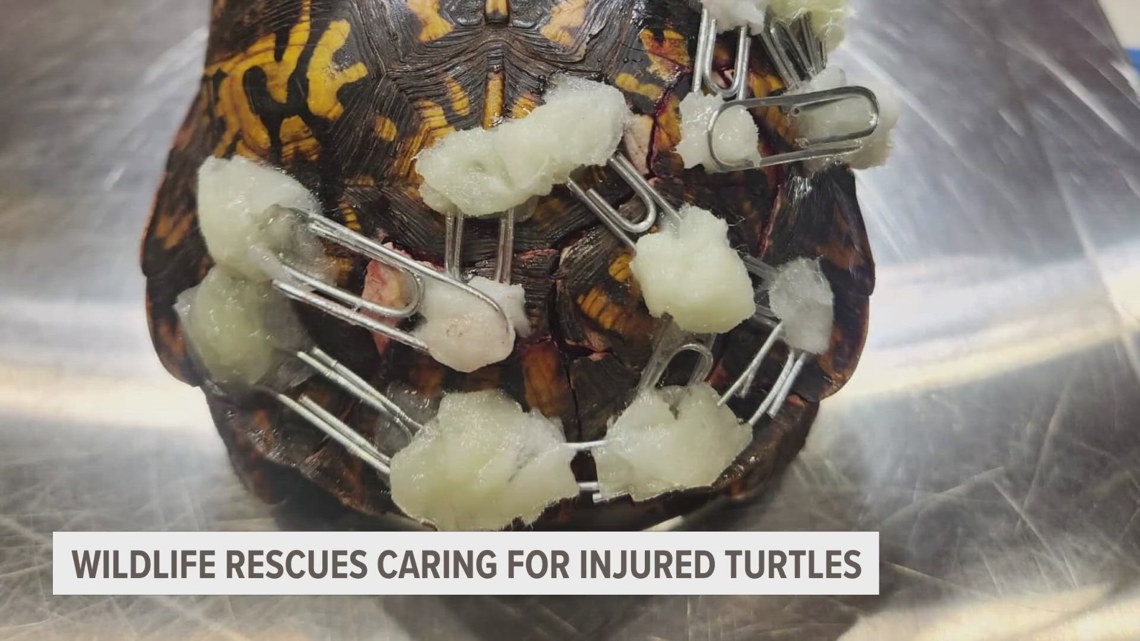 Michigan wildlife rescues overwhelmed with injured turtles during ...