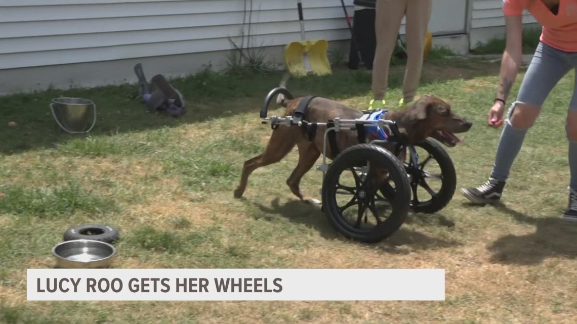 Lucy Roo finally gets her wheels | wzzm13.com