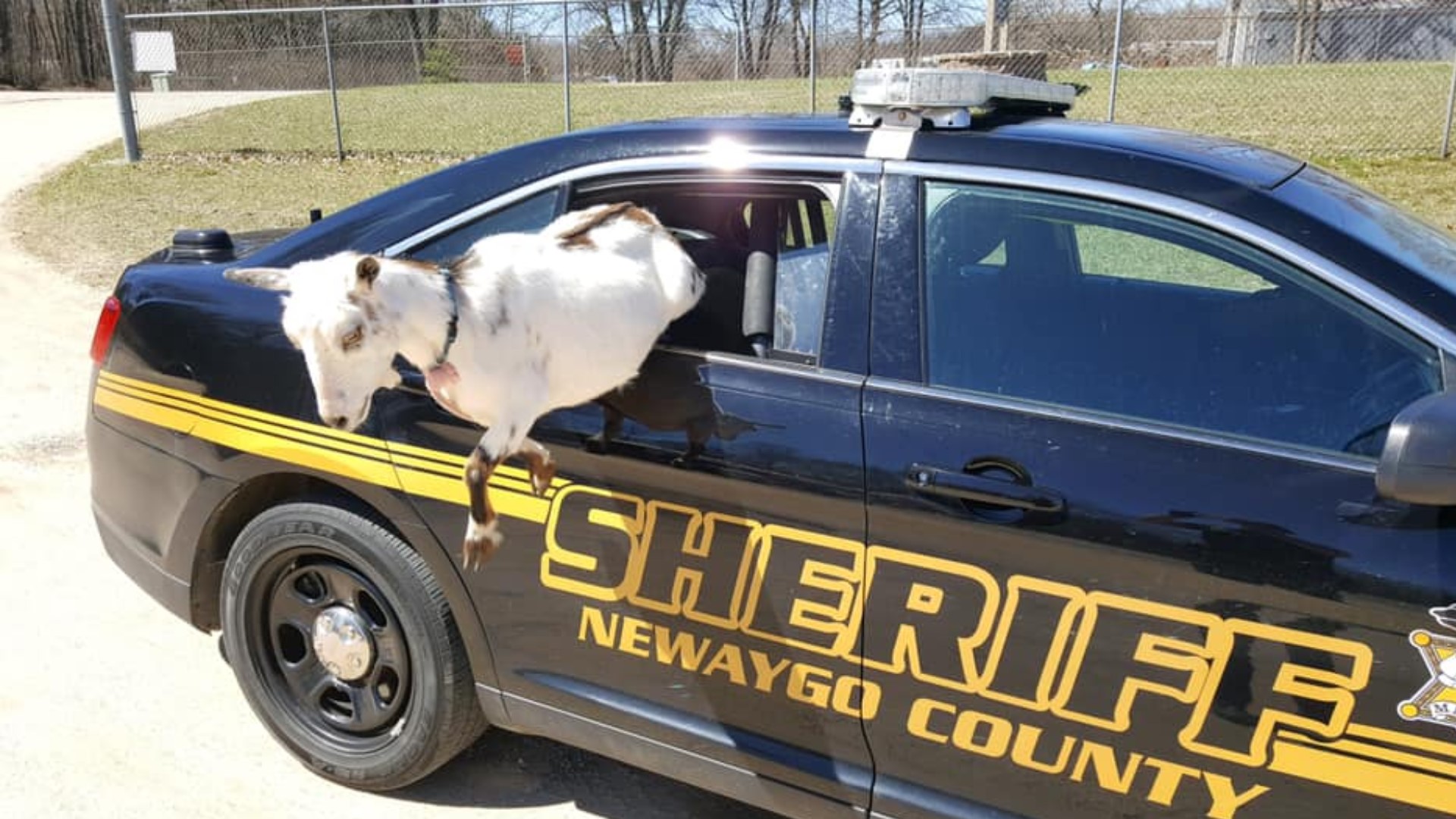 Police take goats into custody in Newaygo County | wzzm13.com