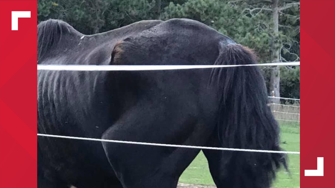 Underweight horses lead to investigation from animal control in ...