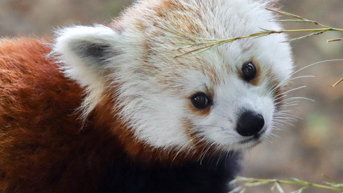 Saying Goodbye: Red panda cubs leaving John Ball Zoo | wzzm13.com