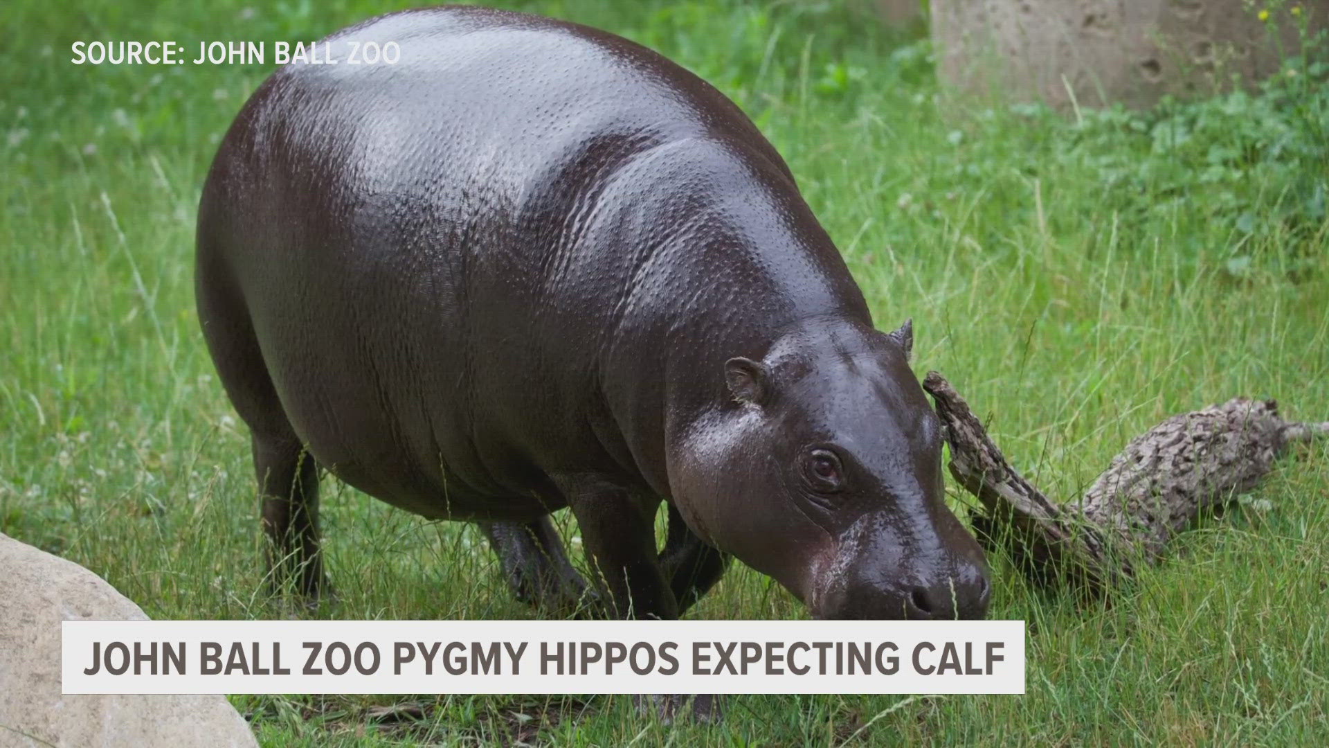 John Ball Zoo announces pygmy hippo Penelope is expecting her very ...
