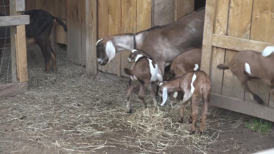 Local business offers the chance to cuddle with baby goats | wzzm13.com