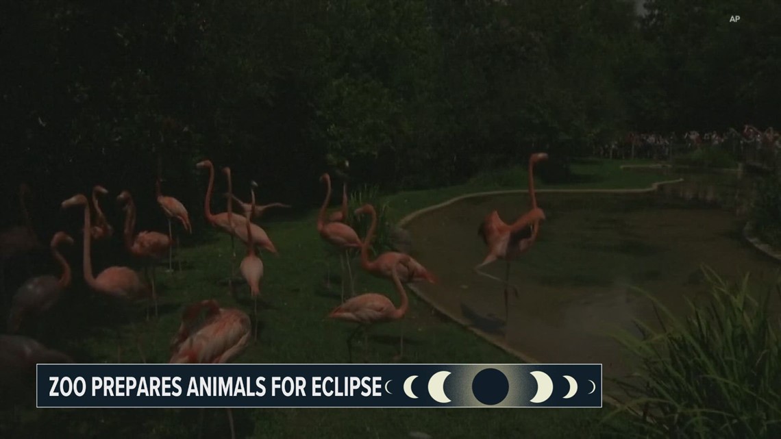 John Ball Zoo prepares to observe animal behavior during solar eclipse ...