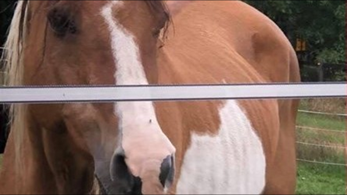 Animal control: Horses underweight due to malnourishment | wzzm13.com