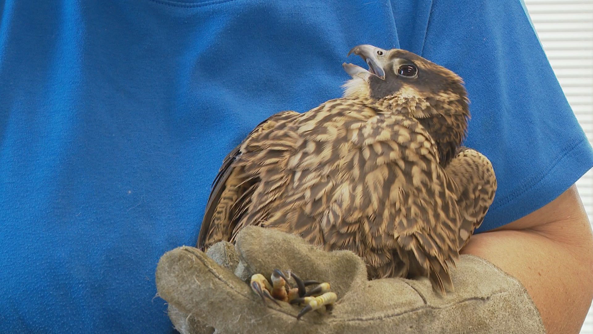 Injured young peregrine falcon found in downtown Grand Rapids by ...