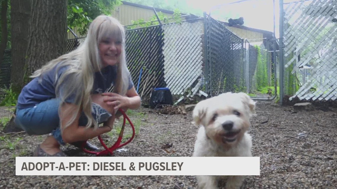 A 'big baby' and a 'couch potato': Meet these adoptable pups in ...