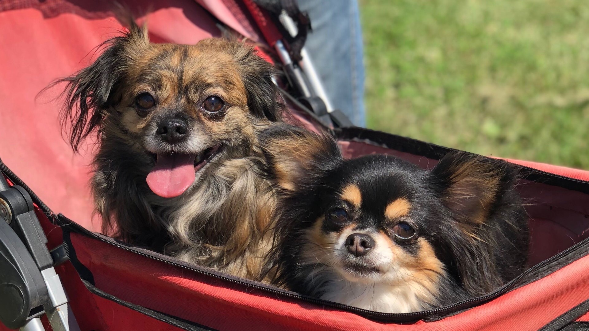 Ionia Free Fair hosts first ever 'Dog Day' | wzzm13.com