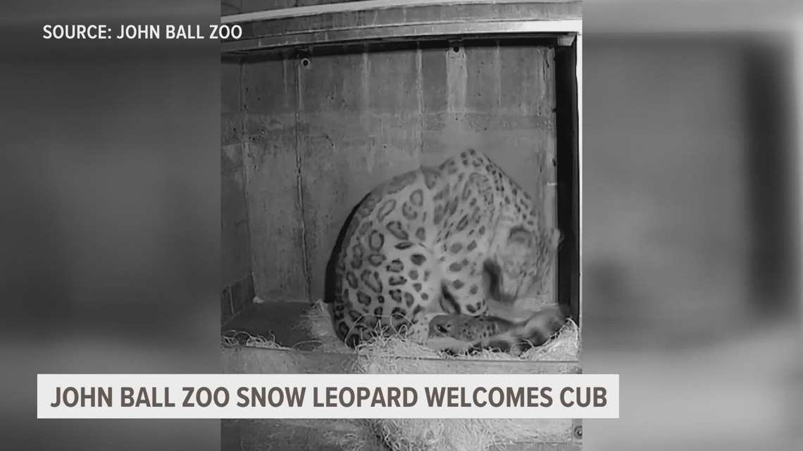 Snow leopard Yuki welcomes new cub at John Ball Zoo | wzzm13.com