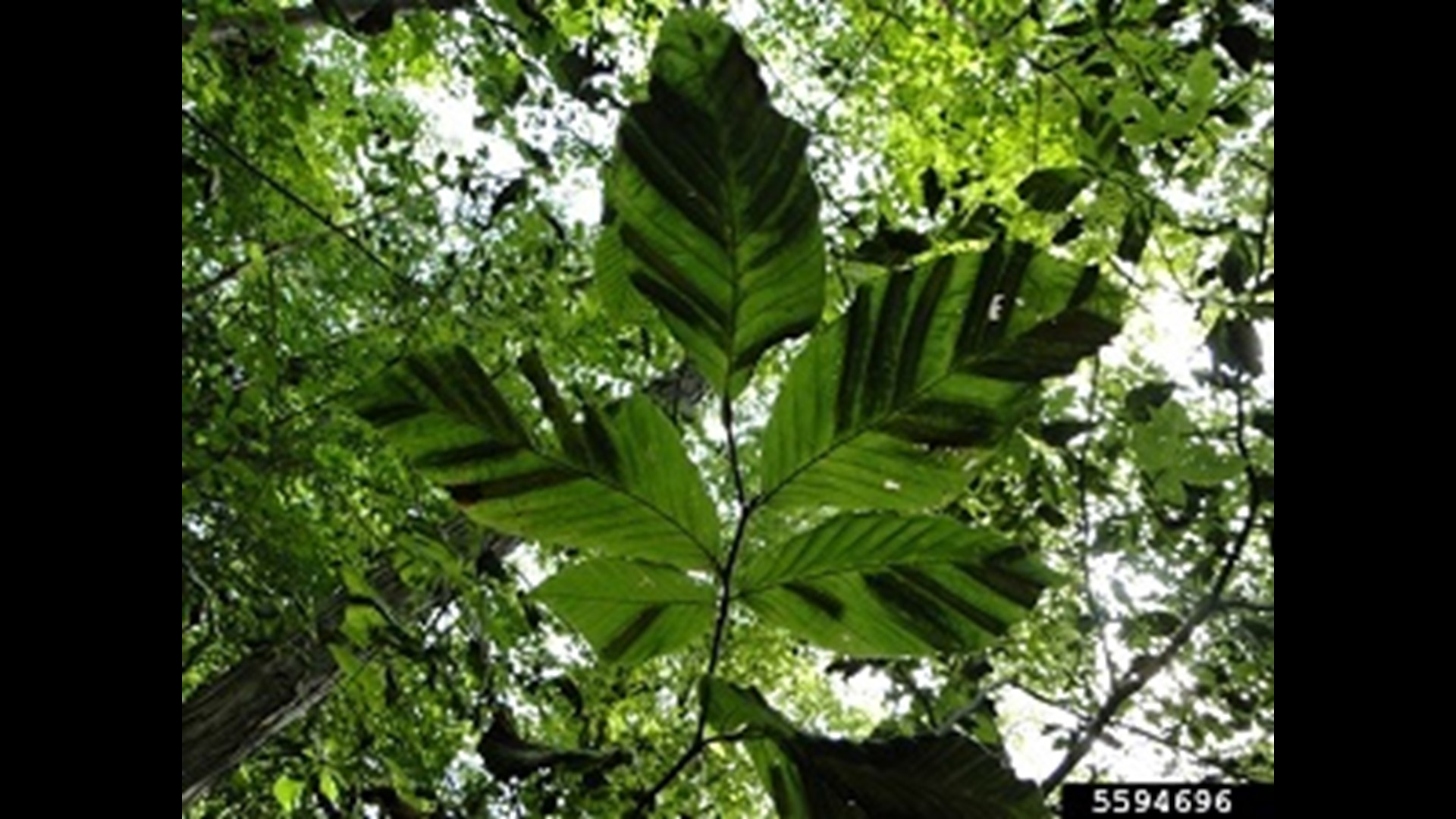Michigan adds Beech leaf disease to invasive species list | wzzm13.com
