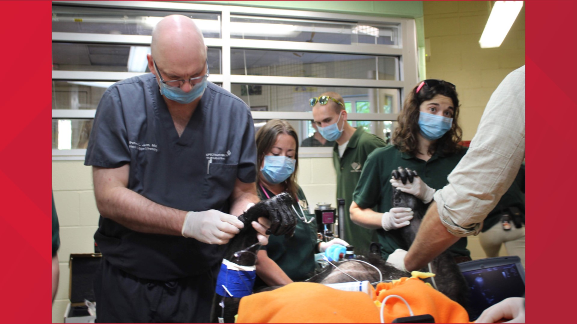Monkey business: Grand Rapids hand surgeon examines chimpanzee | wzzm13.com