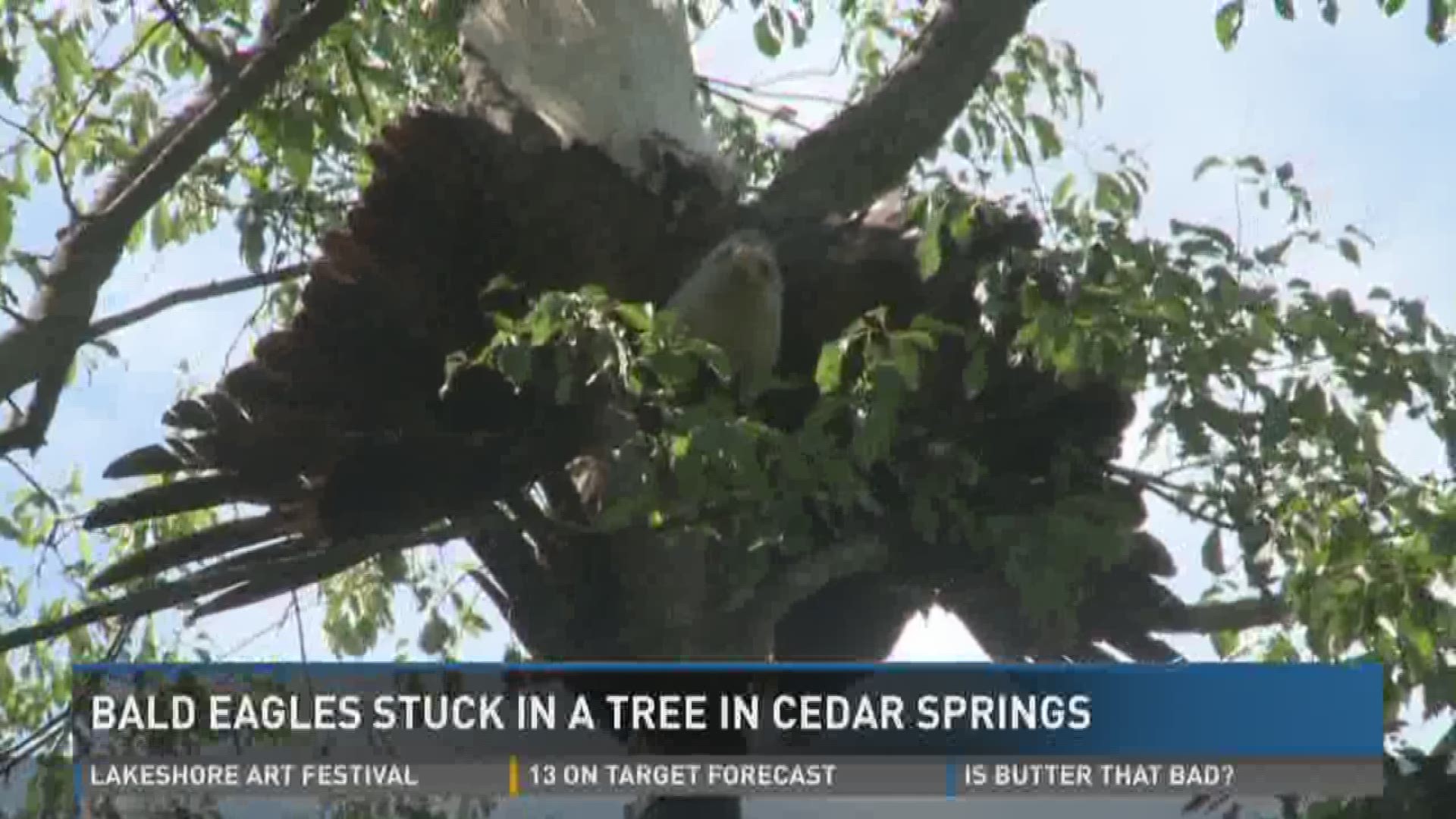Two bald eagles free after being stuck together in tree | wzzm13.com