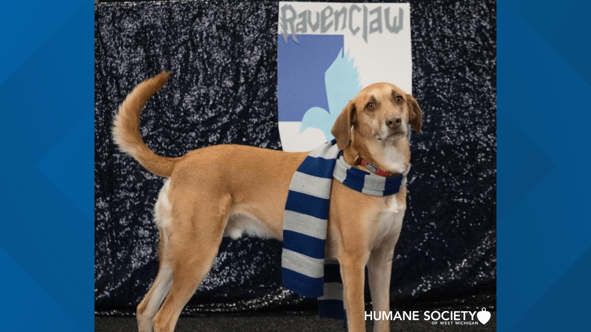 Humane Society of West Michigan hosting Harry Potter adoption day ...